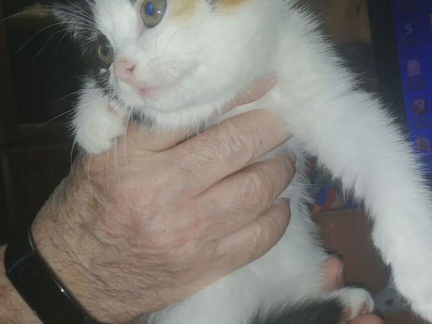 Котенок Беспалатно