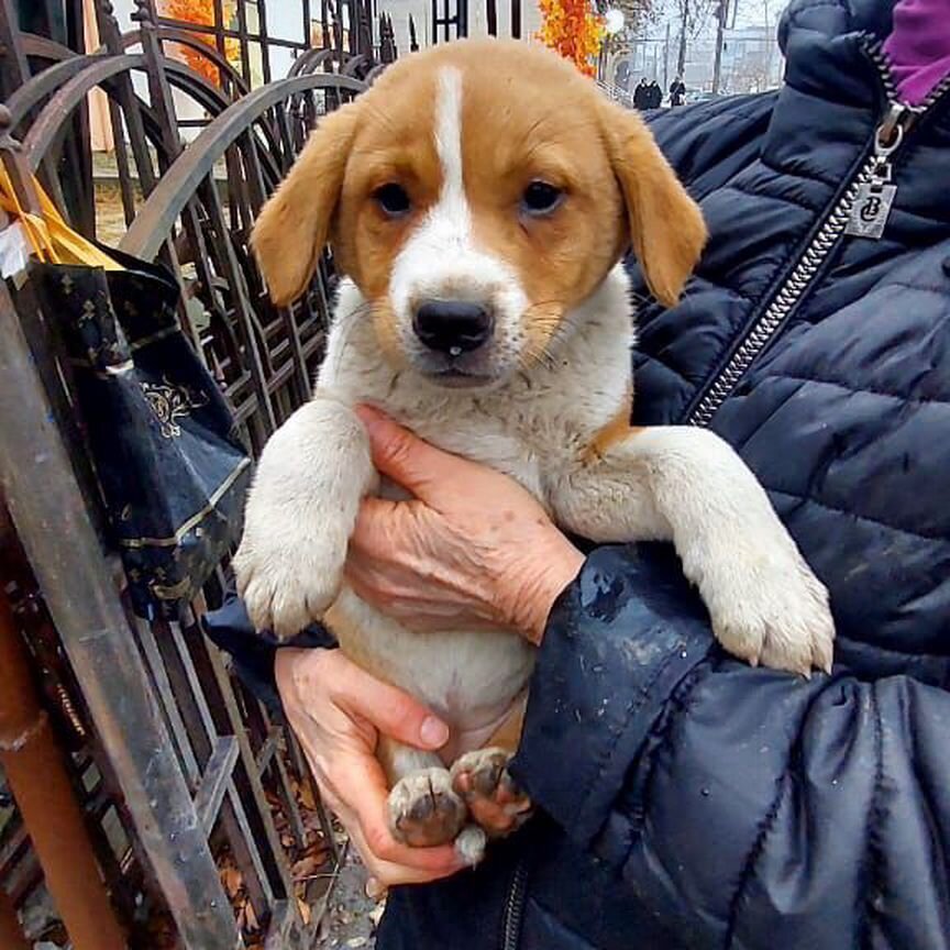 Щенки в добрые руки