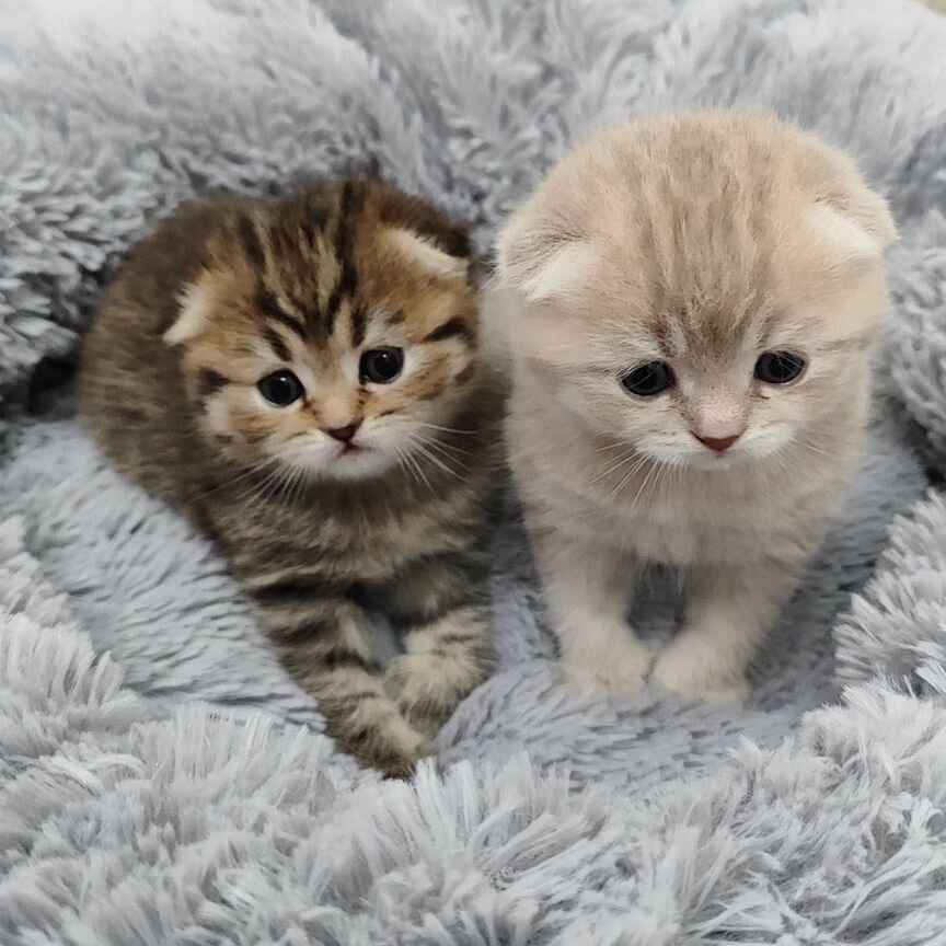 Шотландские вислоухие котята