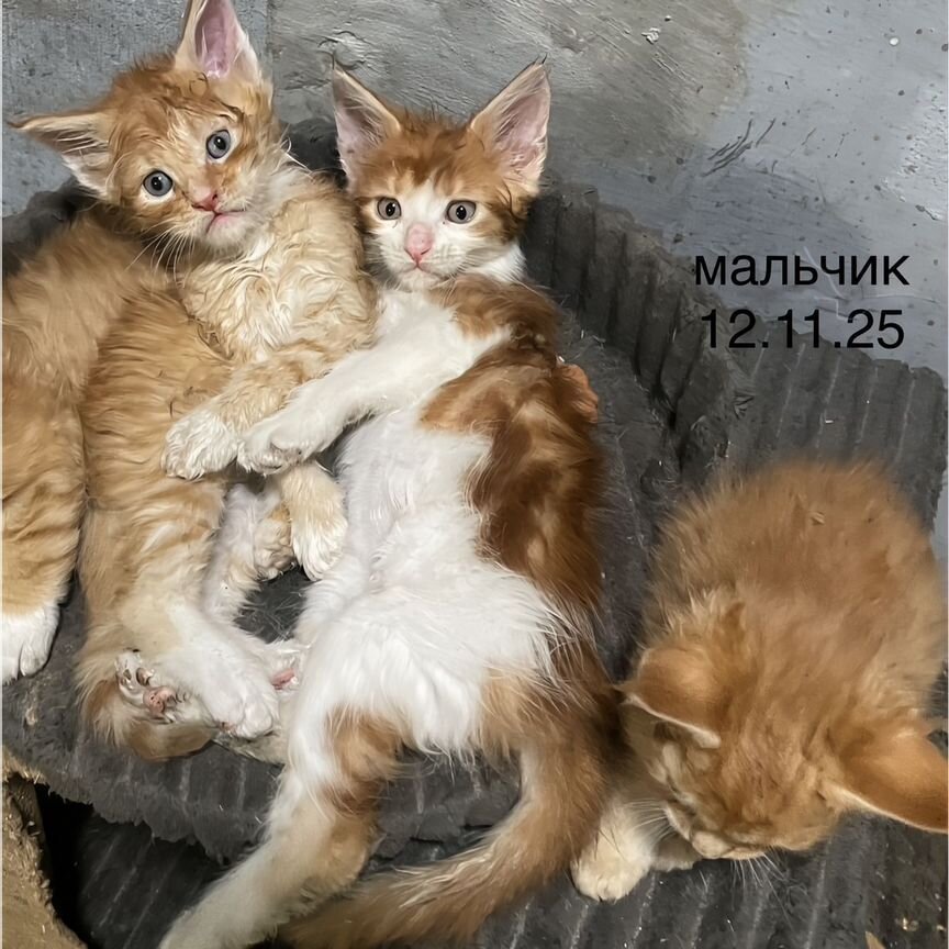 Мейн-кун котёнок