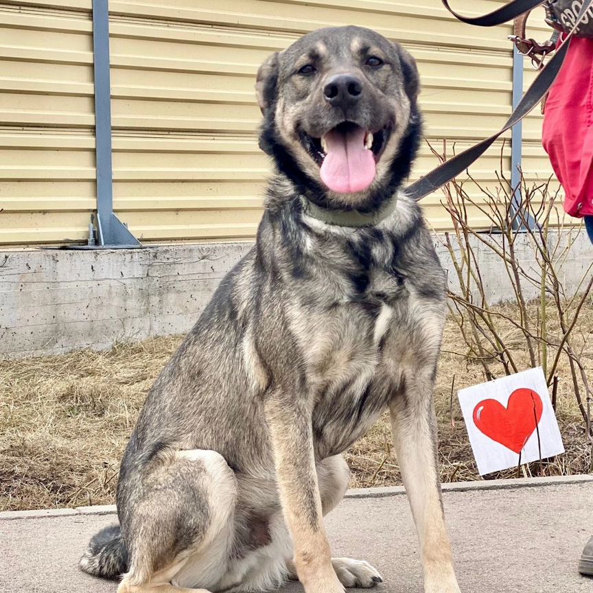 Собака в добрые руки- Дизель