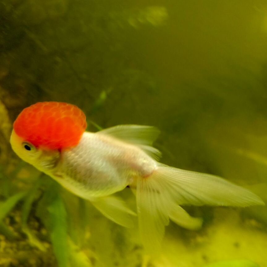 Аквариумные рыбки