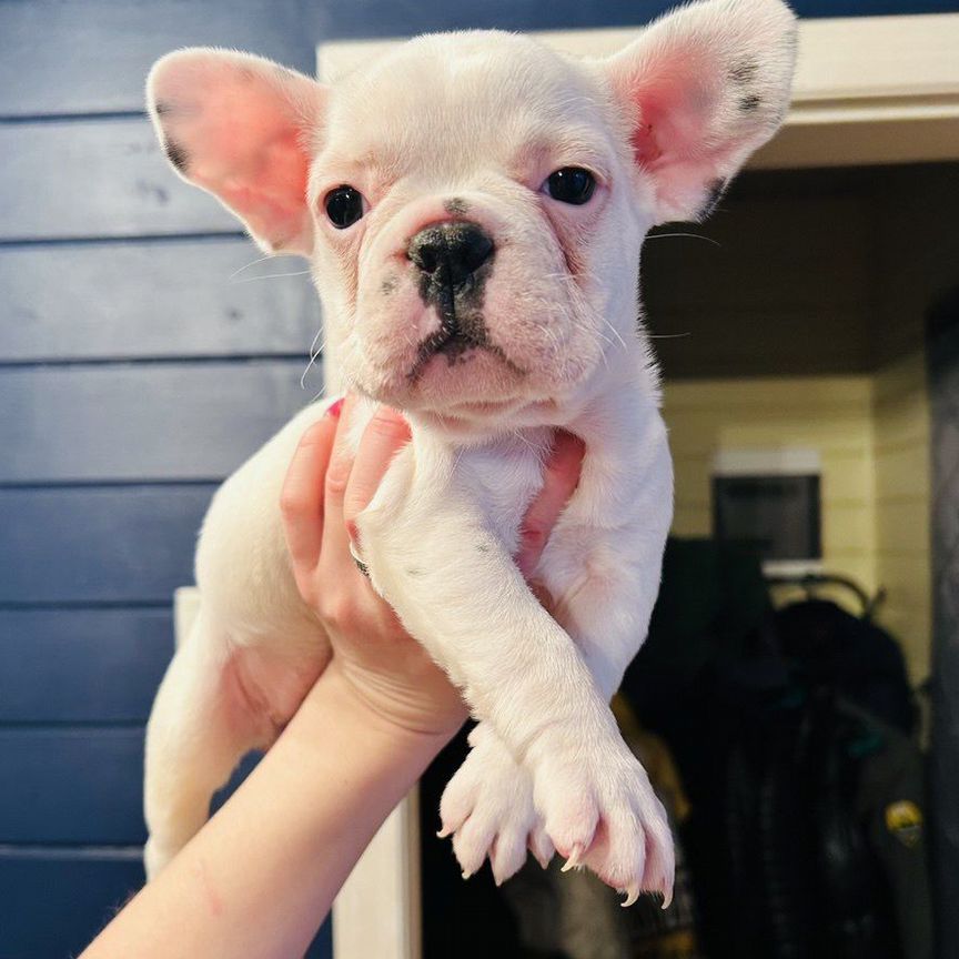 Французский бульдог, щенок