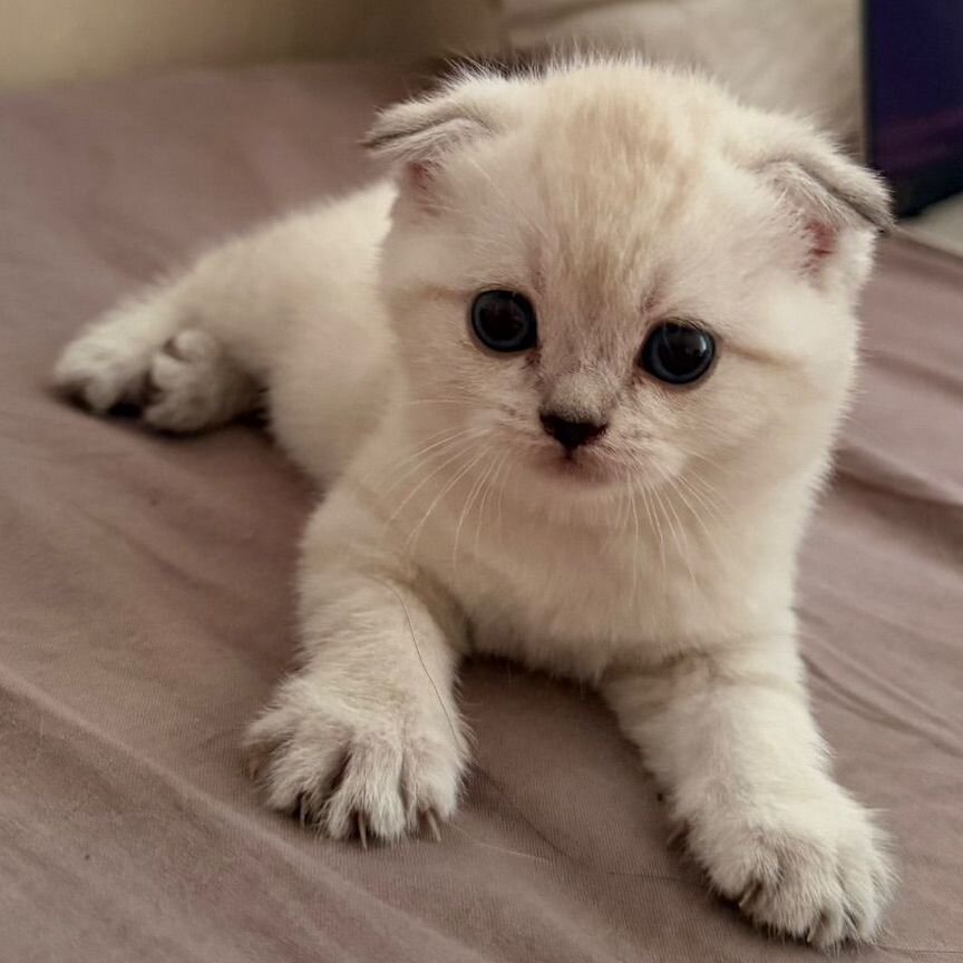 Британский короткошёрстный котёнок
