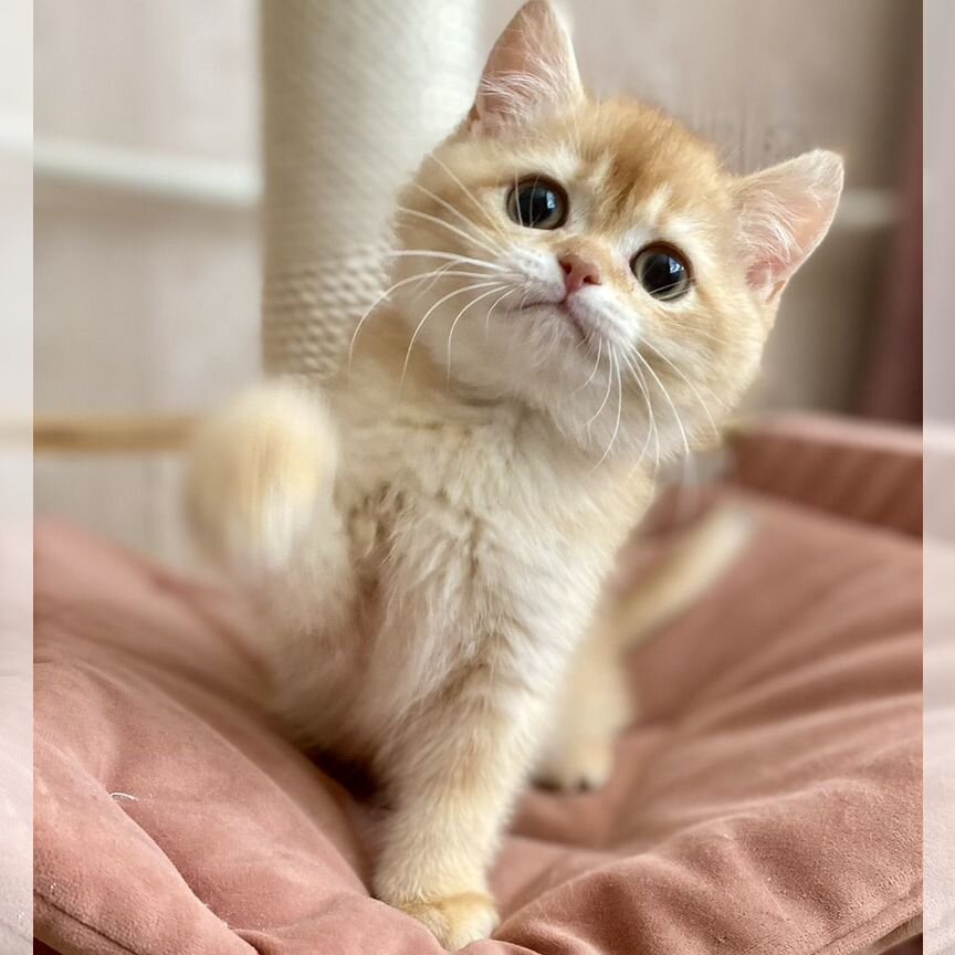 Шотландский котенок мальчик Квест