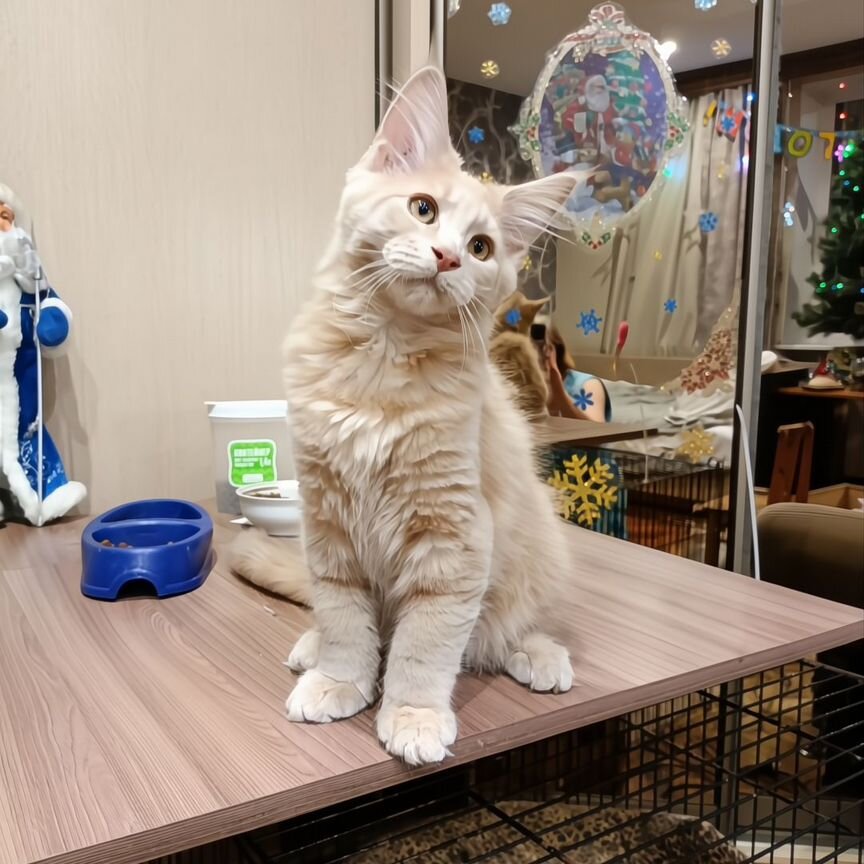 Мейн-кун котёнок