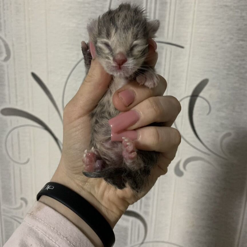 Котята