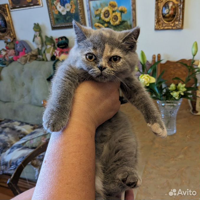 Экзотическая кошка