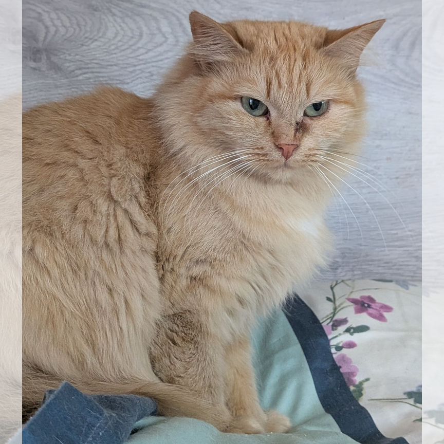 Взрослая, кошка в добрые руки