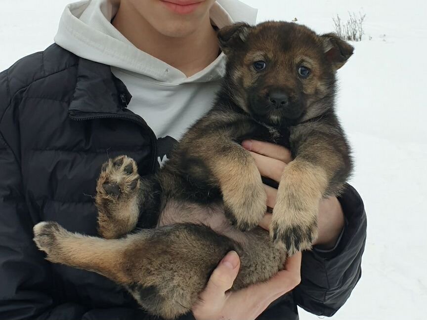 Щенок овчарки и лайки
