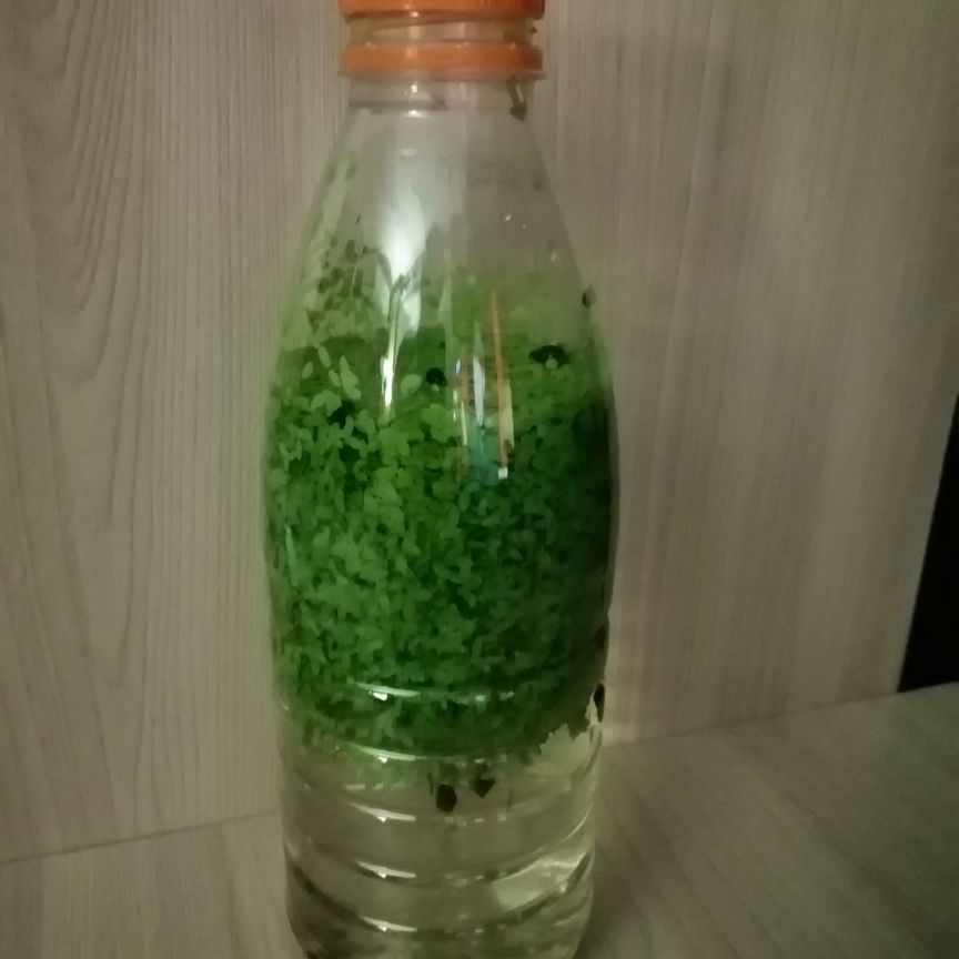 Ряска, улитки физа