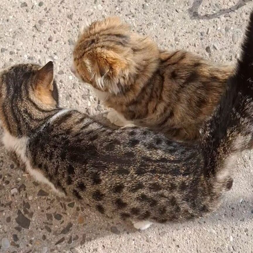 Кот и кошка
