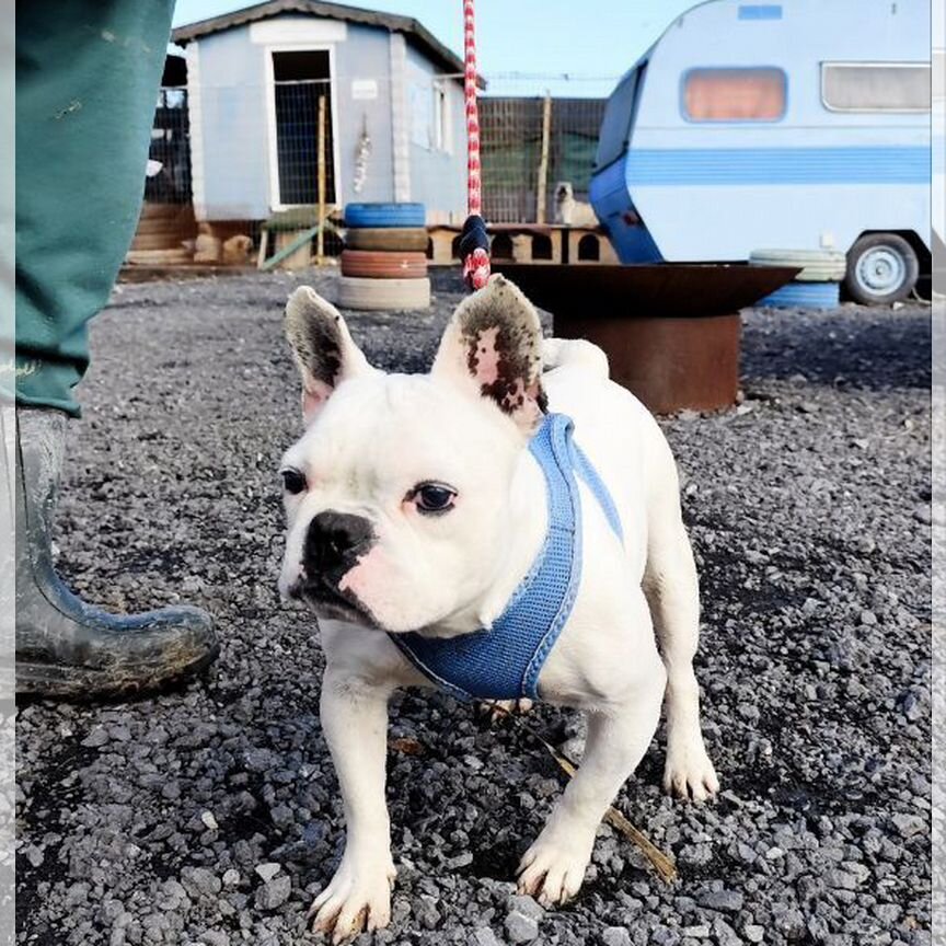 Французский бульдог, взрослый пёс