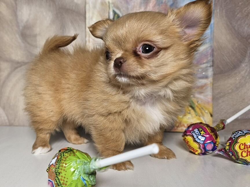 Апельсиновое счастье