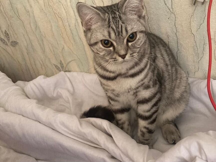 Отдам котика в добрые руки