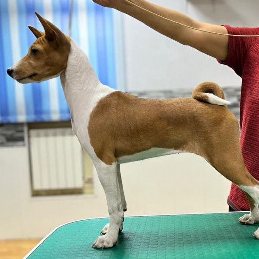 Супербасси - щенки бассенджи