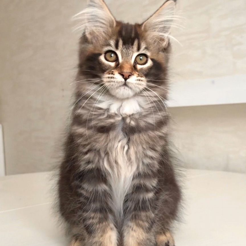 Котёнок мейн-кун из питомника