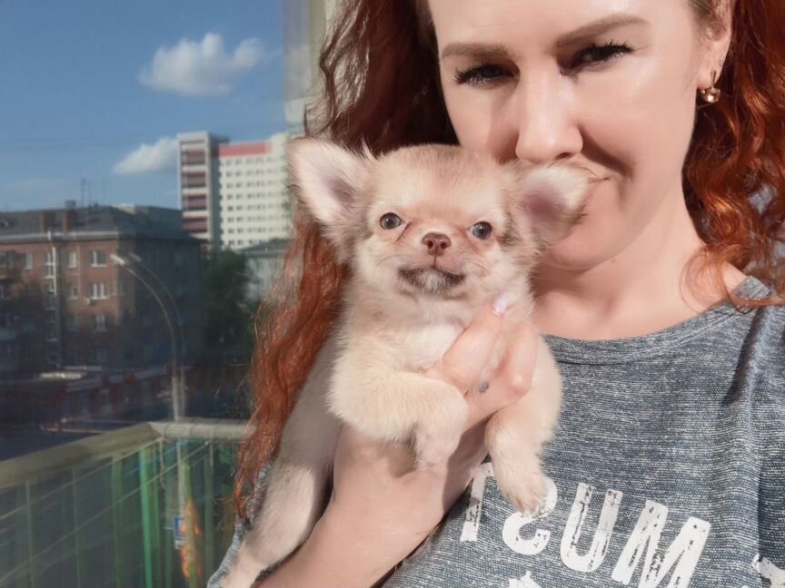 Чихуахуа мальчик