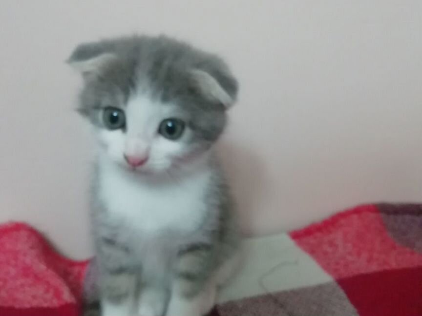 Обаятельная кошечка
