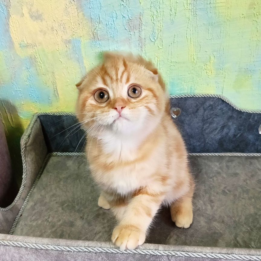Красный мраморный котик