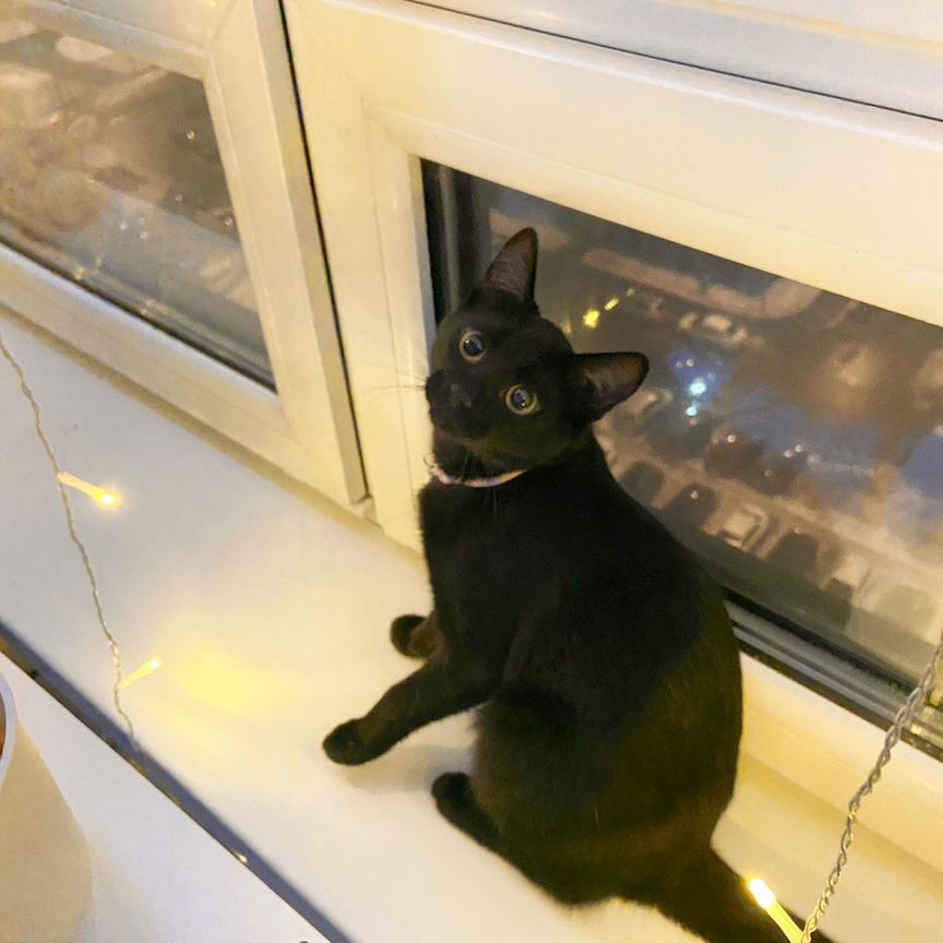 Котенок