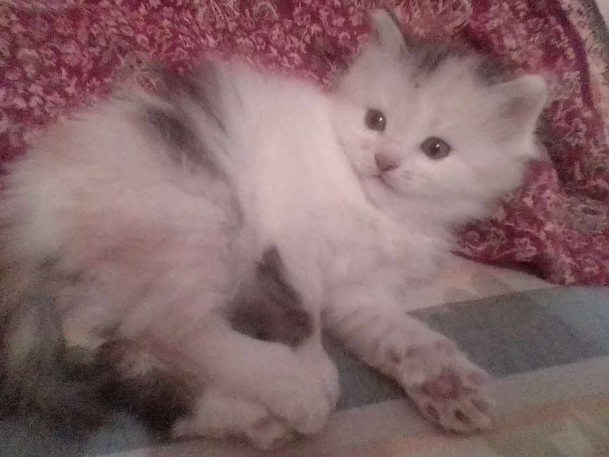 Котёнок в добрые руки