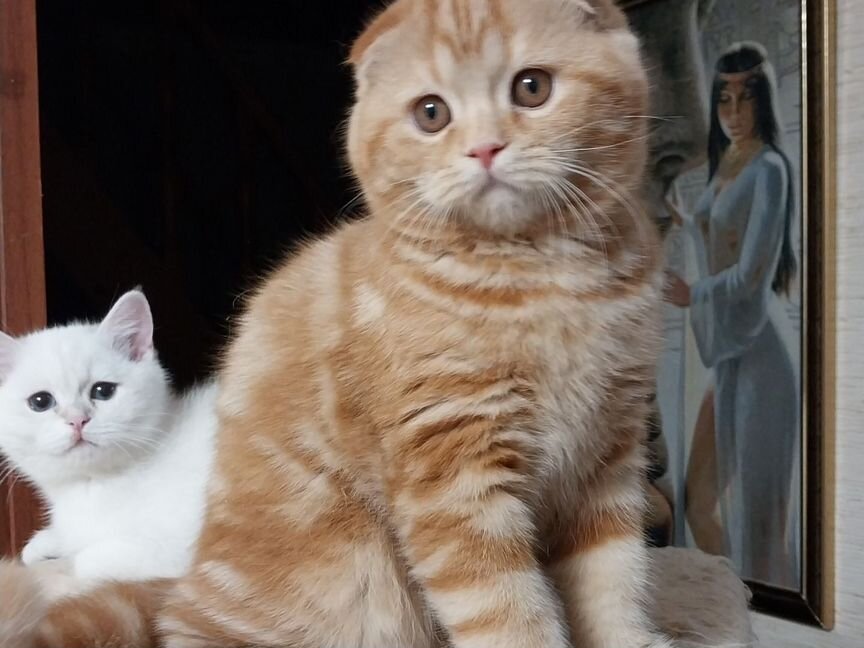 Шотландский красный мраморный