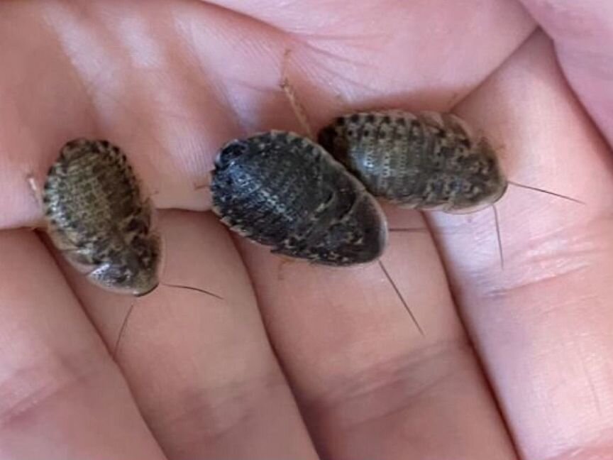 Блаптика (Аргентинский таракан) живой на корм