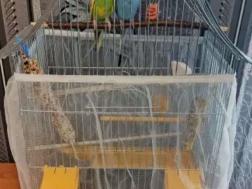 Новая сетка на клетку