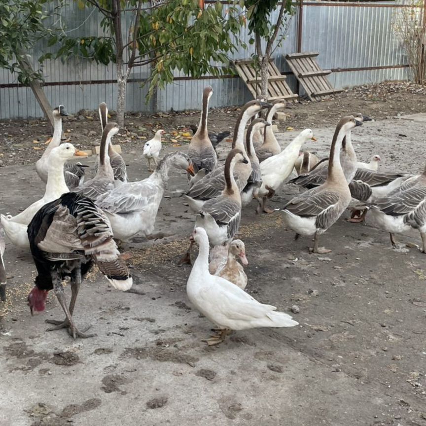 Индюки индюшки