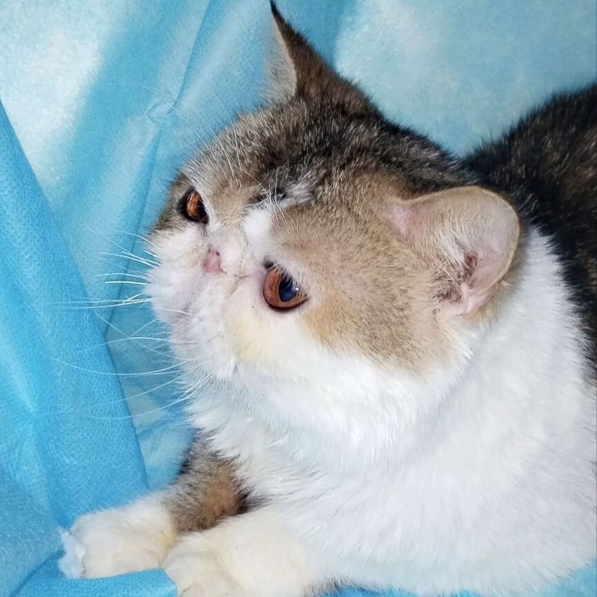 Экзотический короткошёрстный, взрослый кот