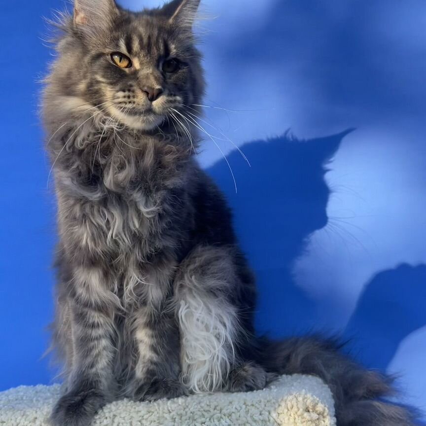 Мейн-кун кокбный котенок