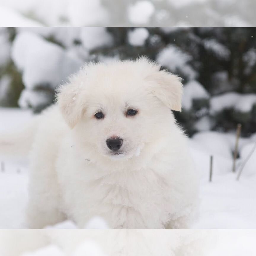 Белая швейцарская овчарка, щенок