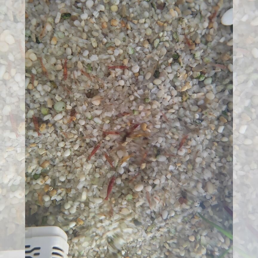 Креветки аквариумные