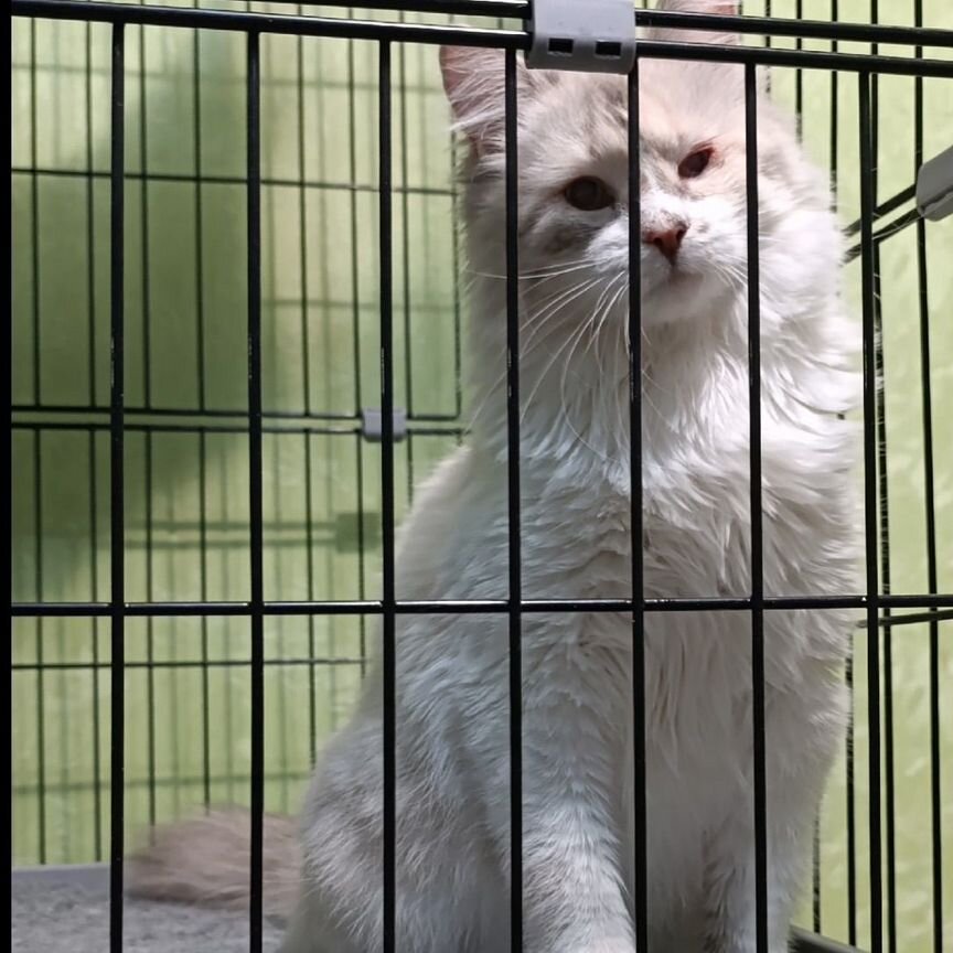 Взрослая, Девочка кошка в добрые руки