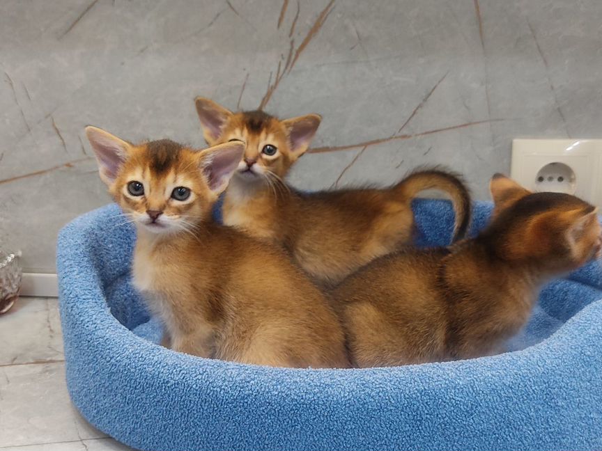 Абиссинские котята