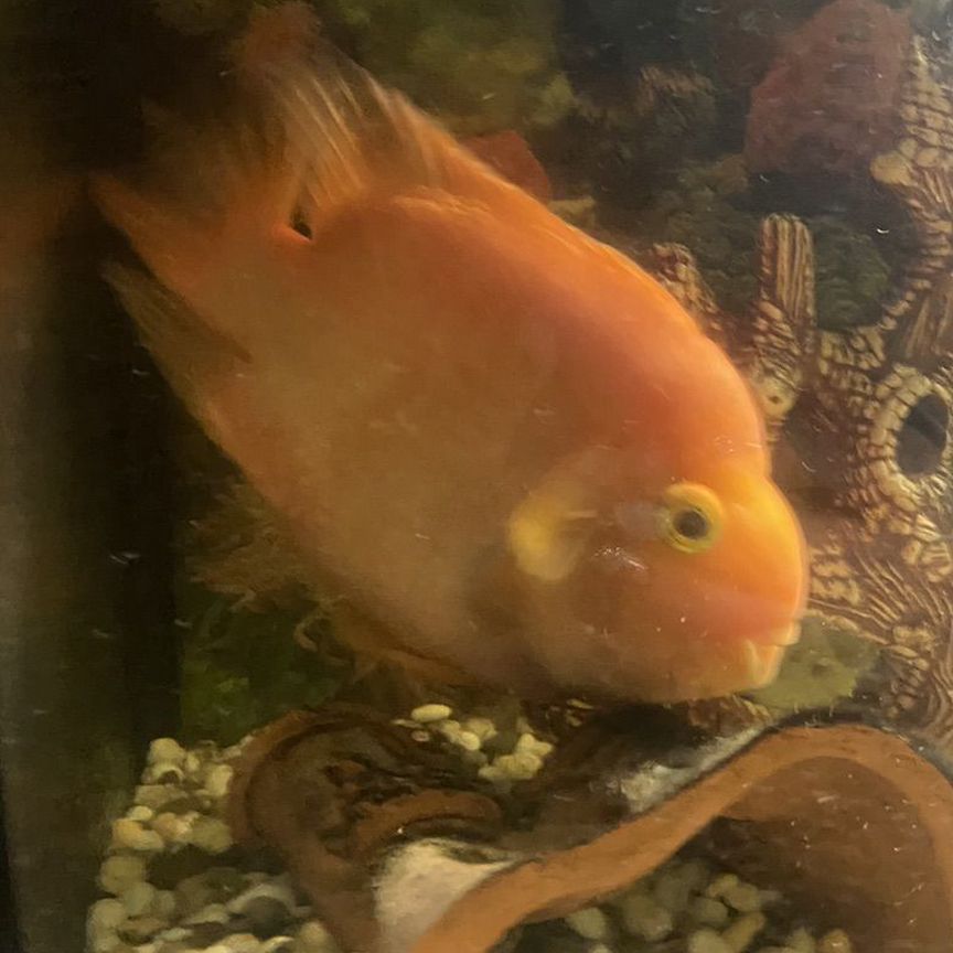 Аквариумная рыба попугай