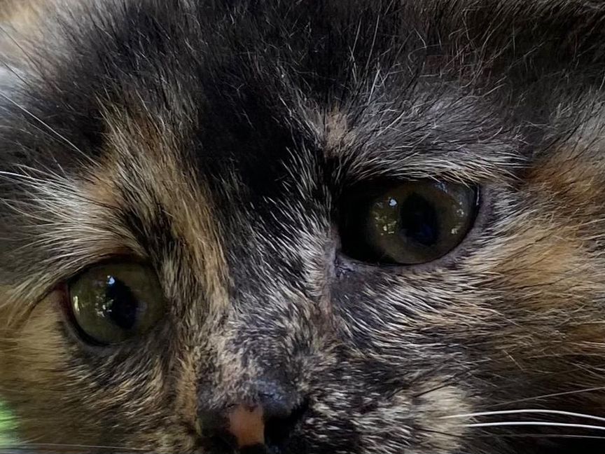 Котёнок в беде
