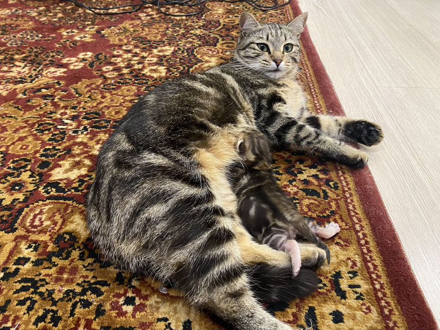 Кошка прибилась к дому. Отдам в добрые руки