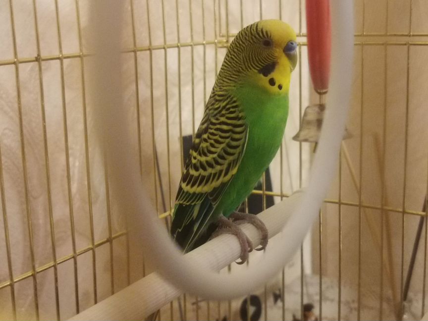 Попугай с клеткой