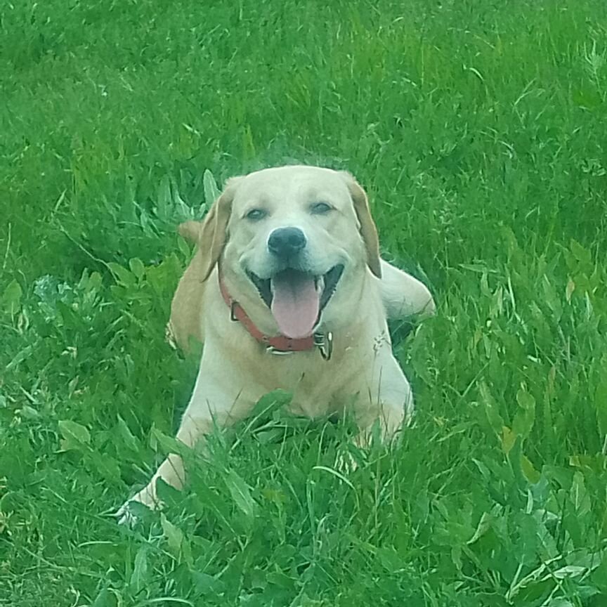 Продаю лабрадора