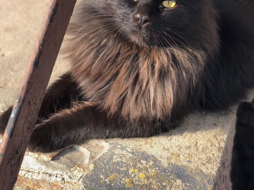 Кот в добрые руки