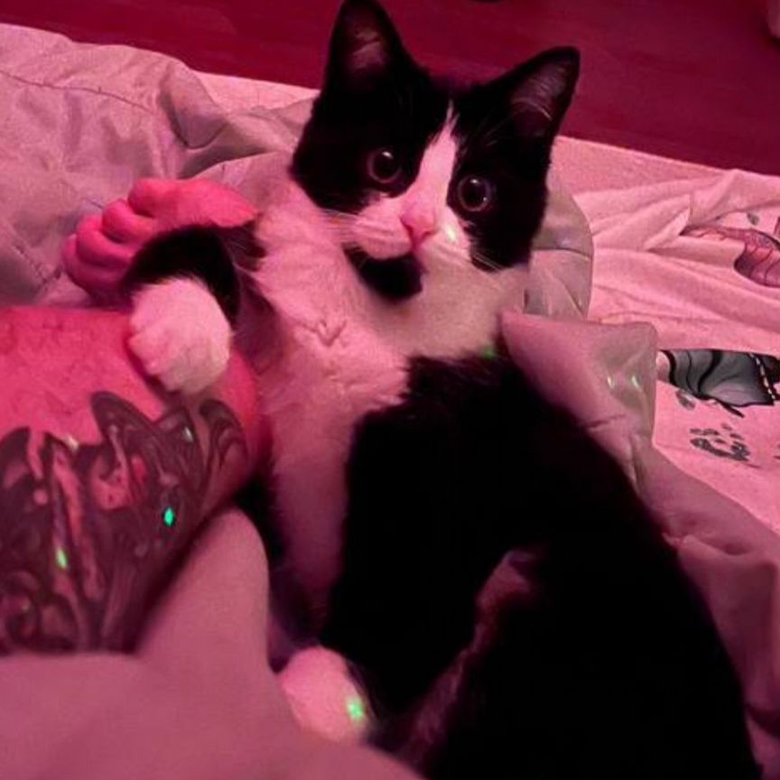 Котёнок в добрые руки