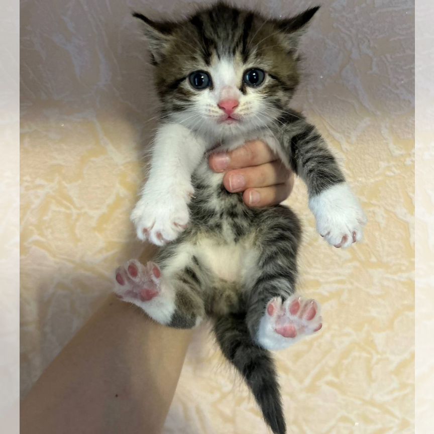Котёнок в добрые руки