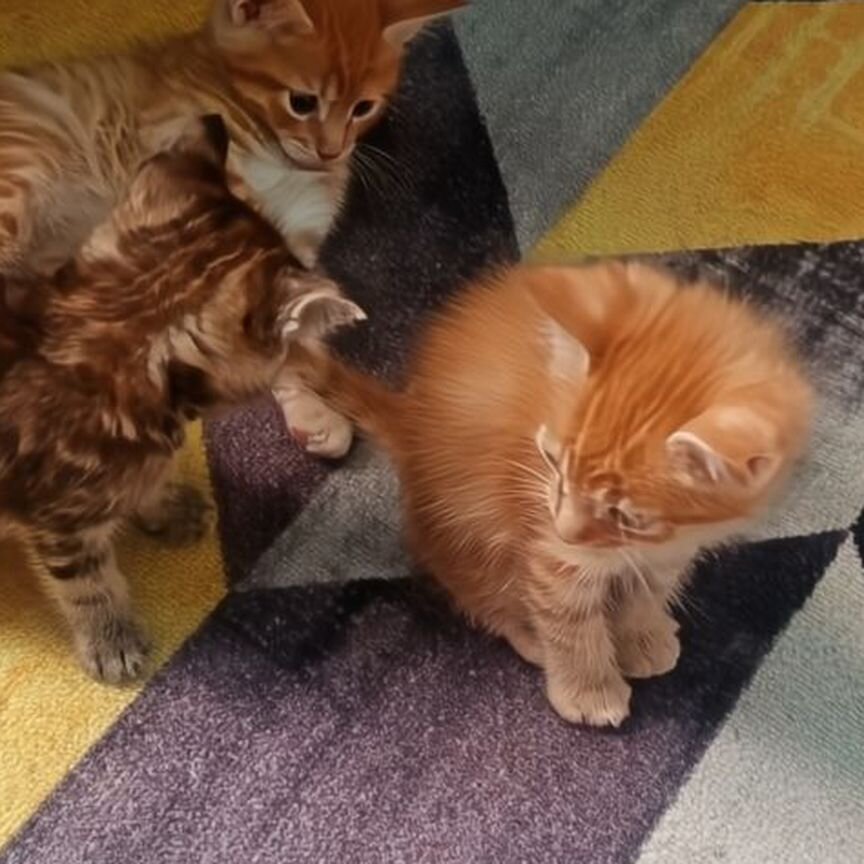 Мейн-кун котёнок