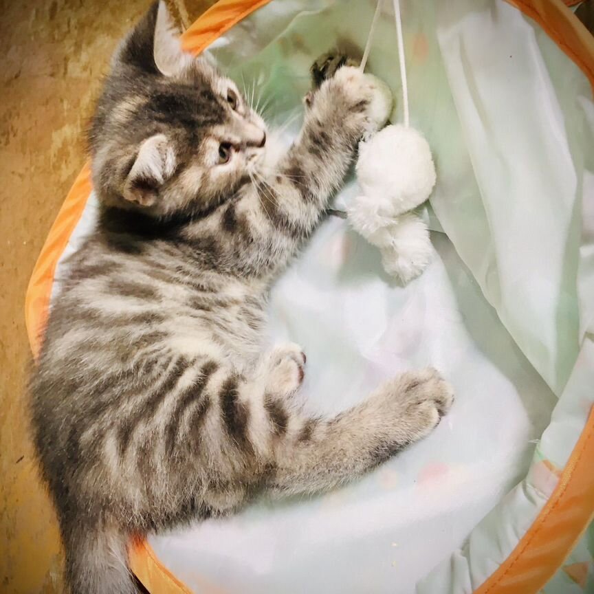 Котенок 2 месяца