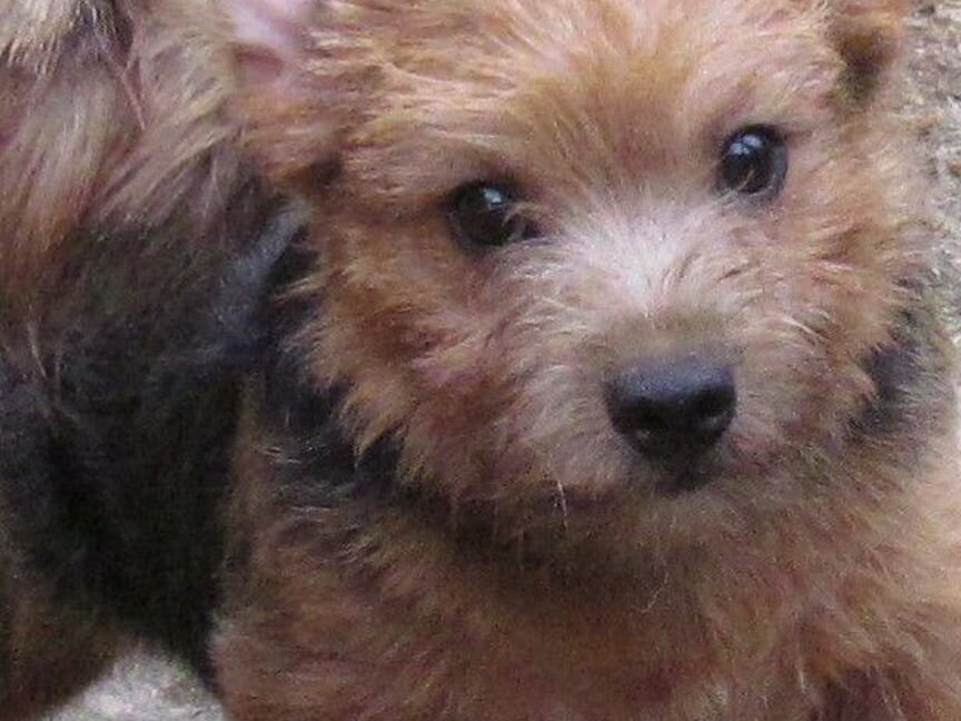 Девочка брюнетка