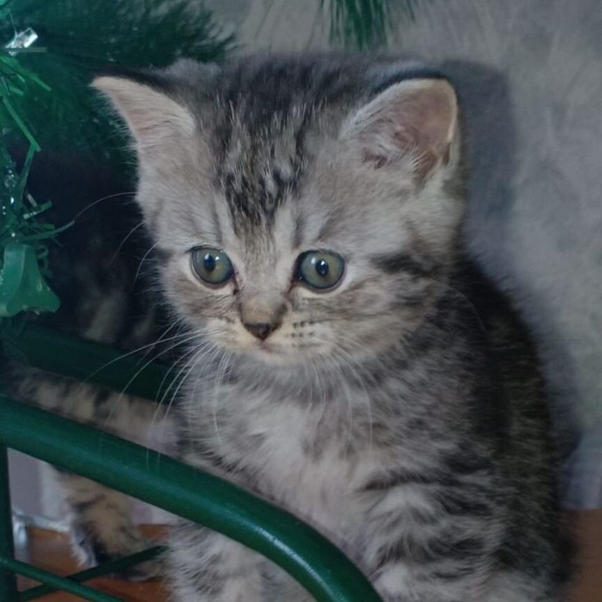 Шотландская