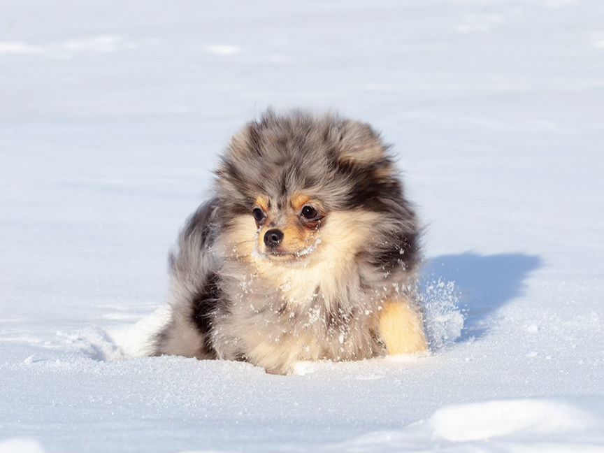 Шпиц мраморный