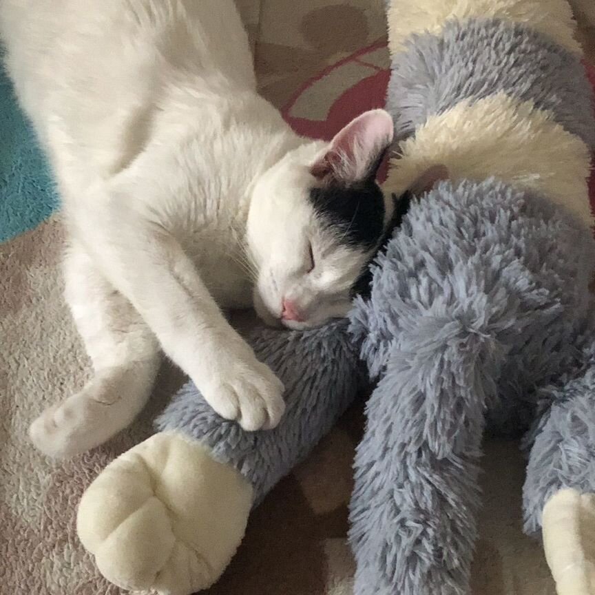 Котенок в добрые руки